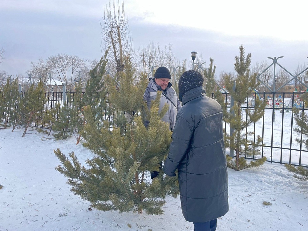 Где можно купить живую елочку на Новый год в Улан-Удэ (СПИСОК АДРЕСОВ ...